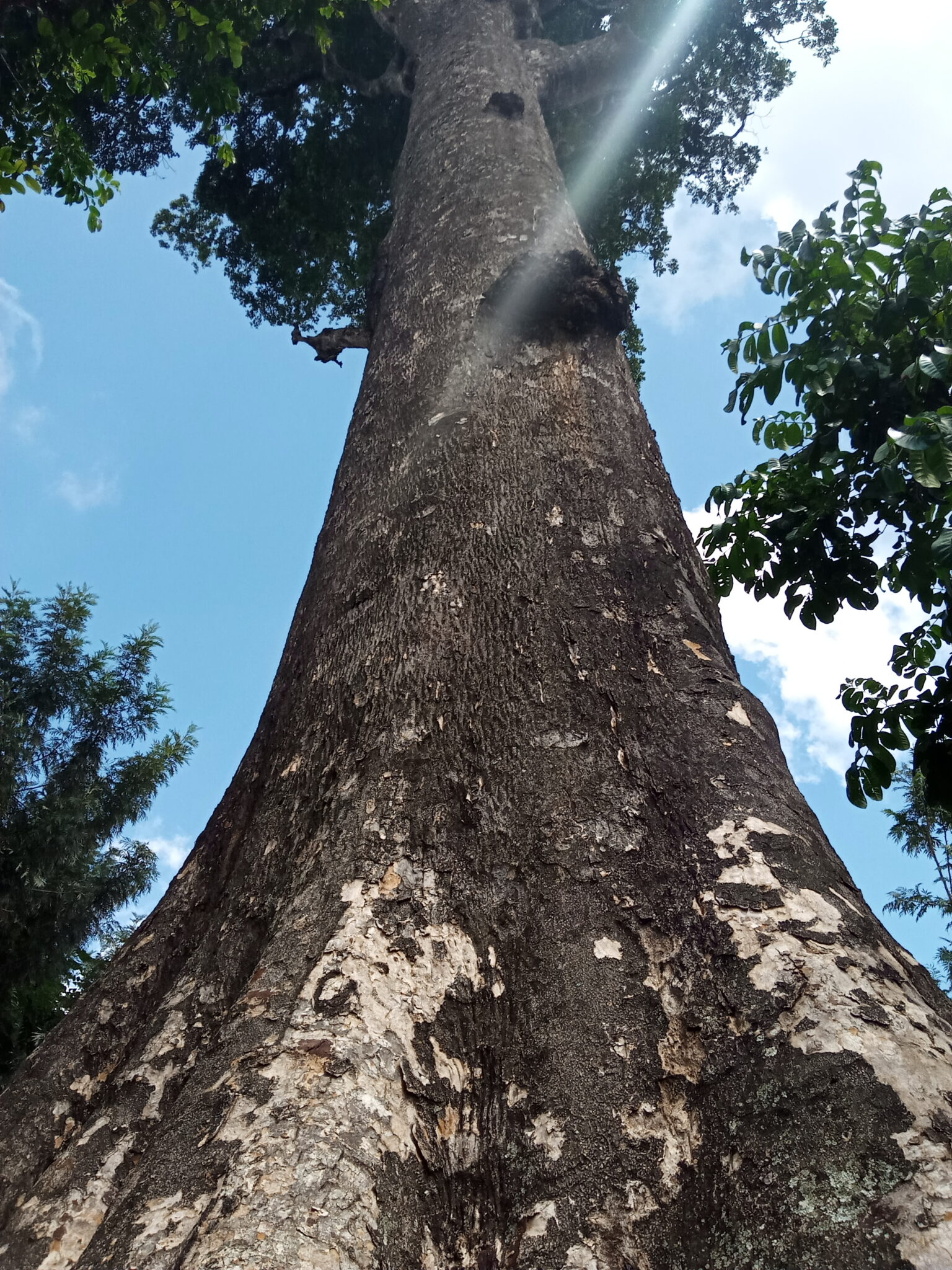 Mutunguru: the tallest tree in Kenya and probably the second tallest ...
