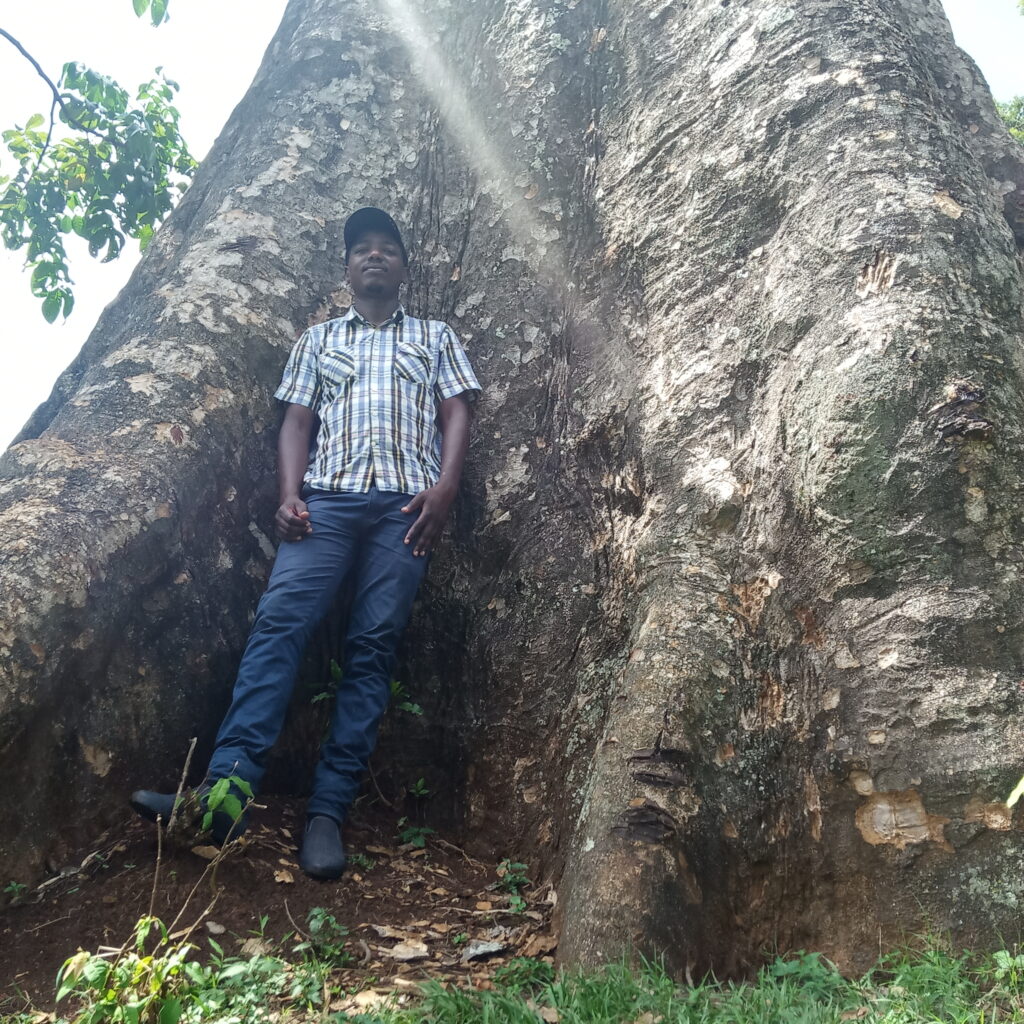 Mutunguru: the tallest tree in Kenya and probably the second tallest ...