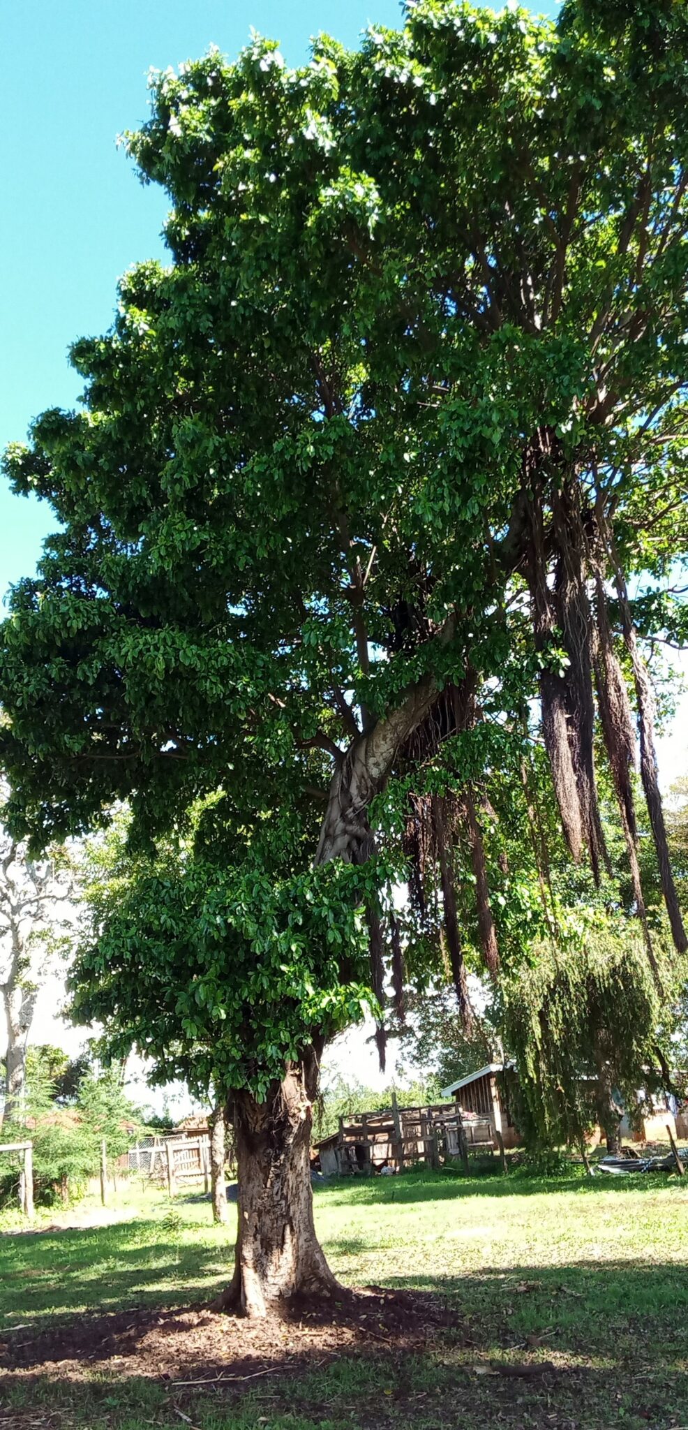 The Sacred Mugumo tree – schoolfor.africa