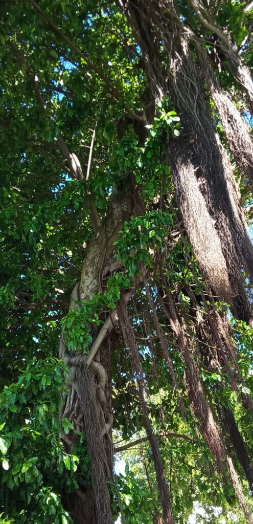 The Sacred Mugumo tree – schoolfor.africa