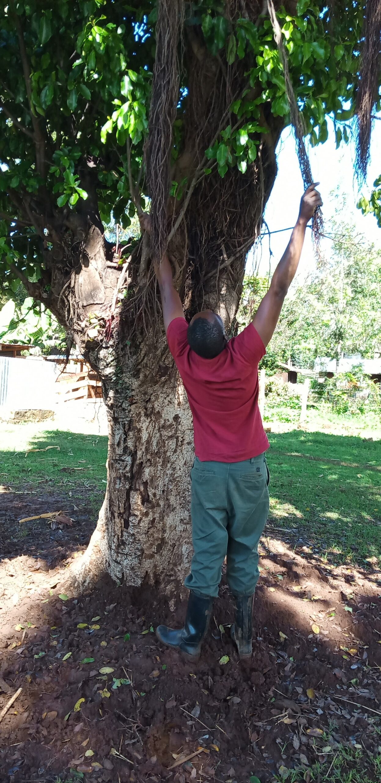 The Sacred Mugumo tree – schoolfor.africa