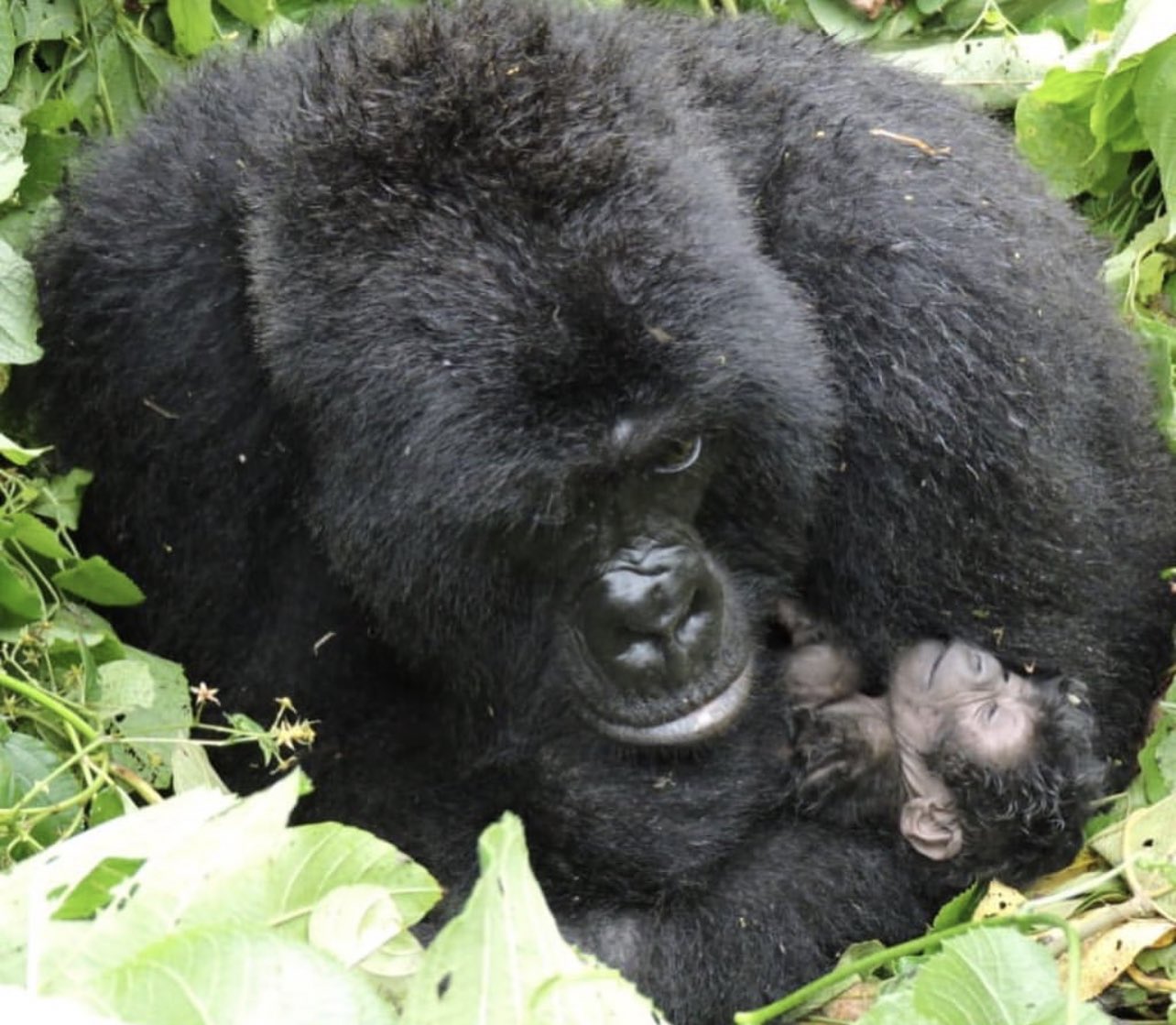Virunga National Park – schoolfor.africa