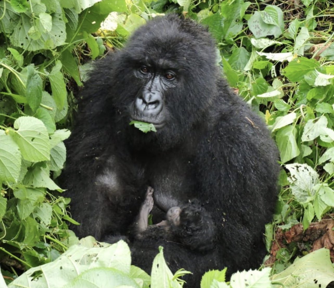 Virunga National Park – schoolfor.africa